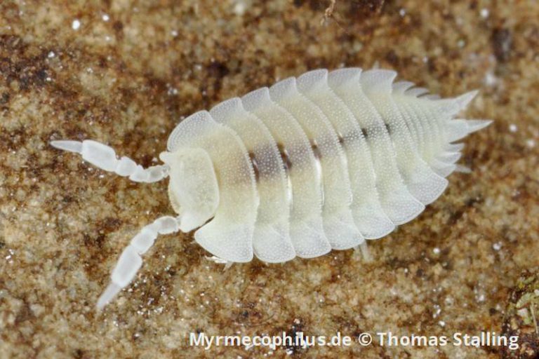 Other myrmecophiles | myrmecophilus.de